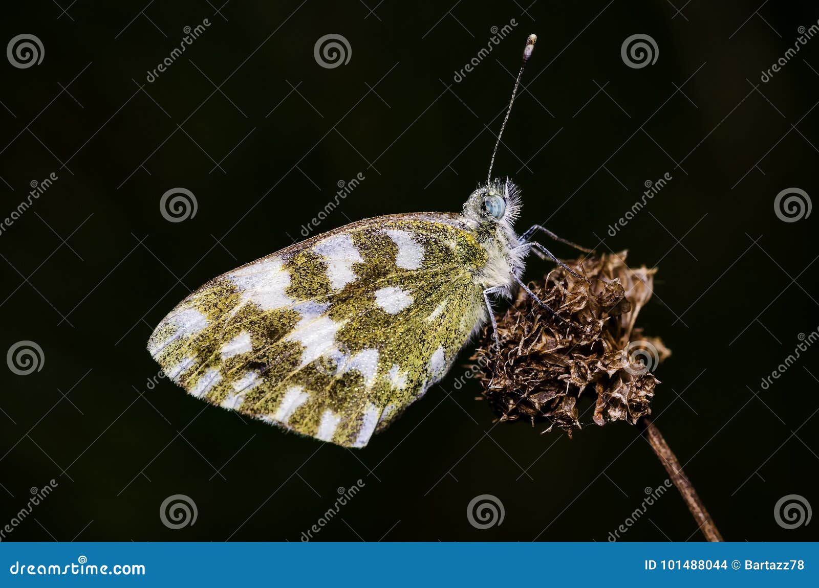 White olive butterfly stock photo. Image of closeup - 101488044