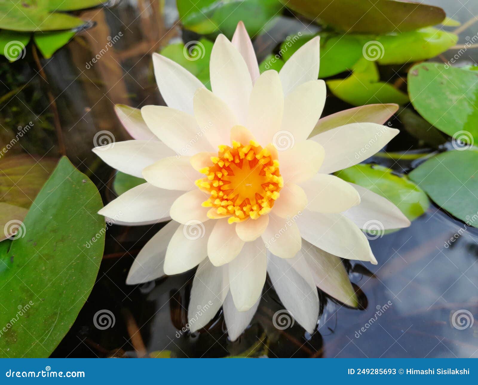 White Olu Flower stock image. Image of morning, pond - 249285693