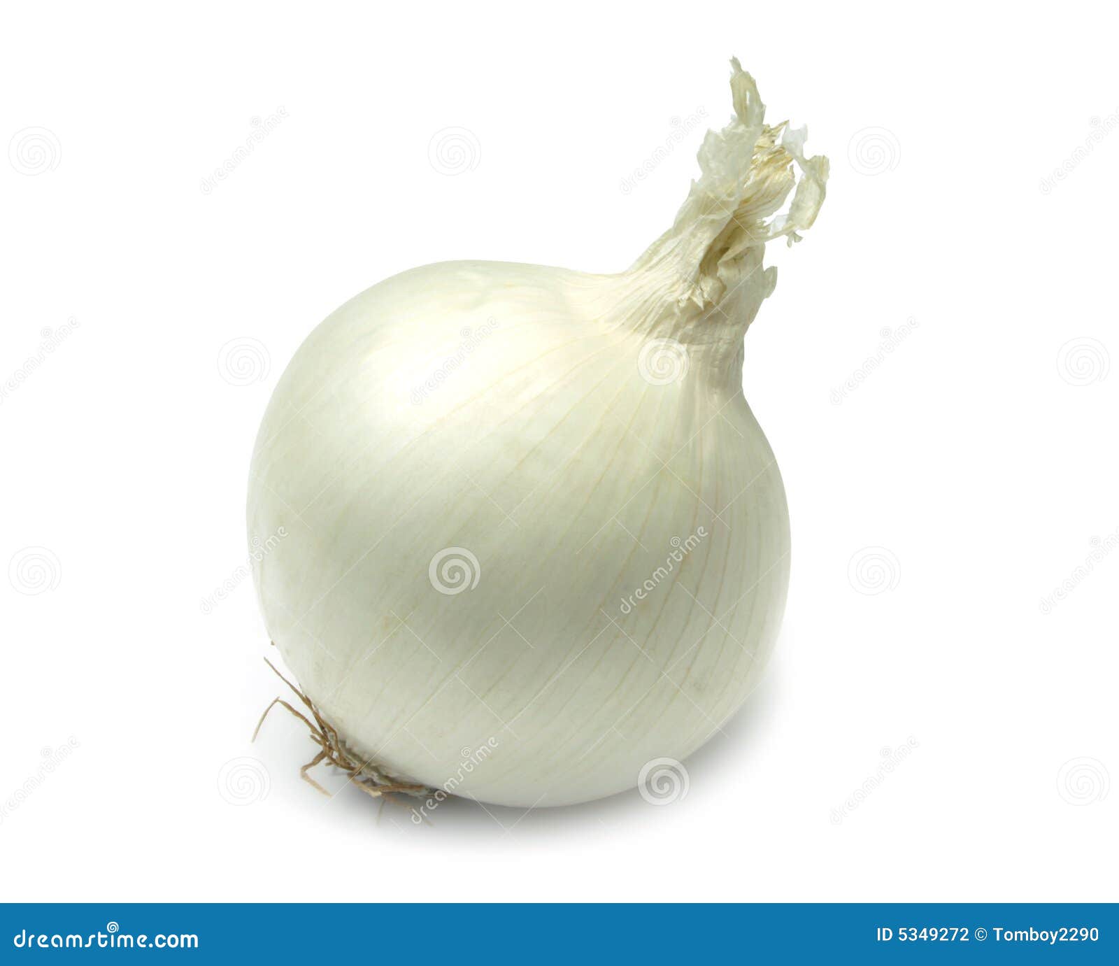 White Onion Macro Background Stock Photography | CartoonDealer.com ...