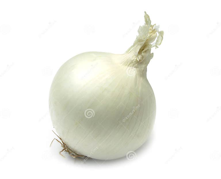 White Onion stock photo. Image of bulb, fresh, vegetable - 5349272