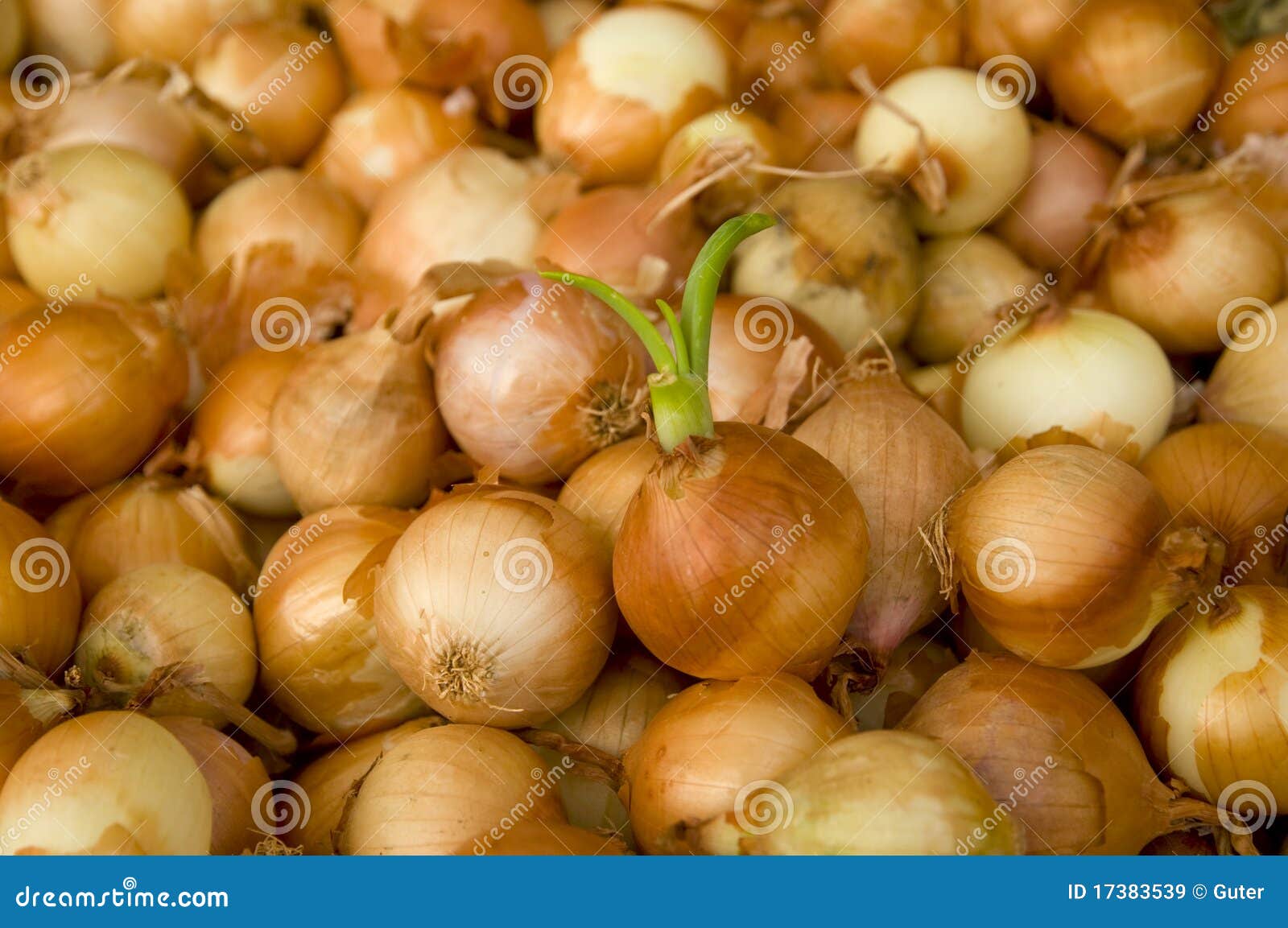 White onion bulk stock image. Image of greenness, food - 17383539