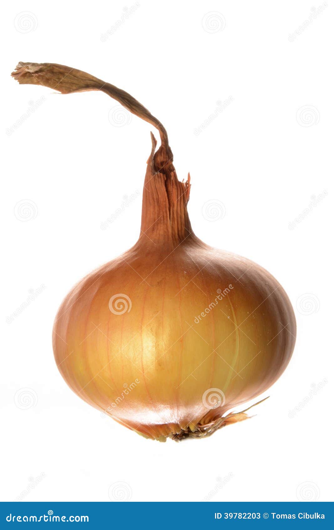 White Onion stock image. Image of ingredient, seedbed - 39782203