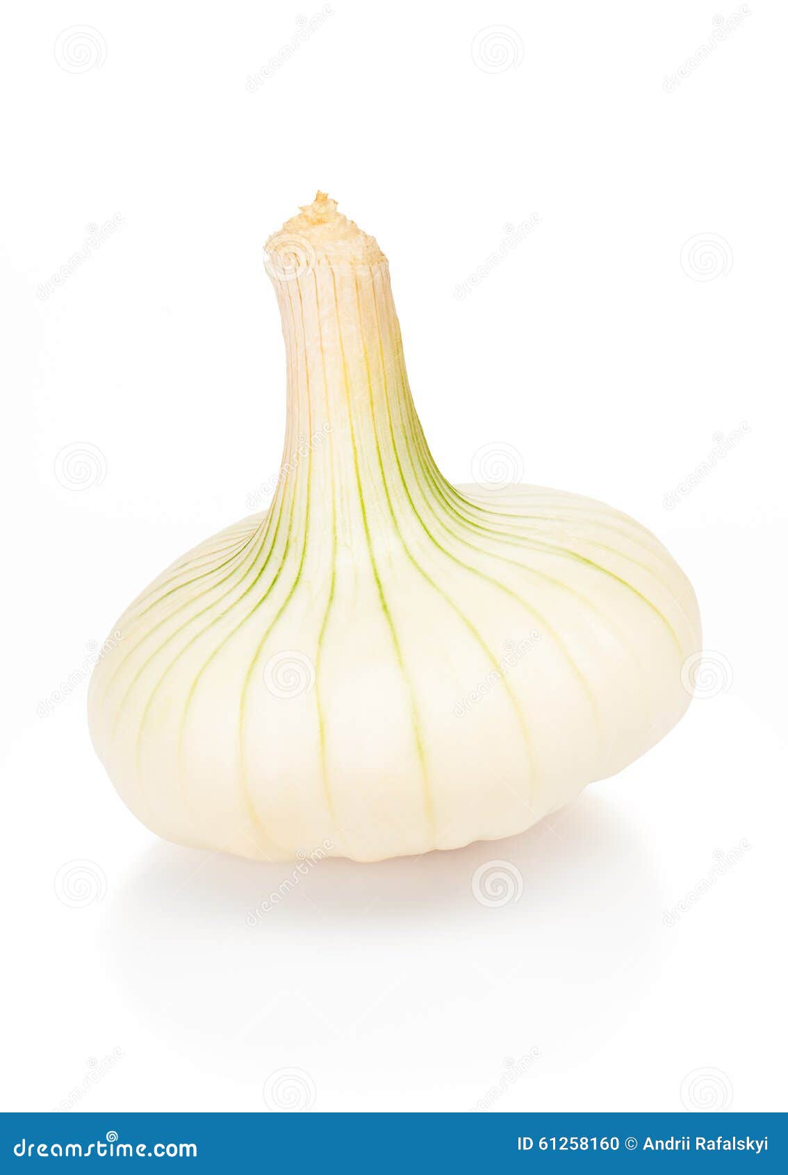 White Onion Isolated on White Background. Stock Photo - Image of ...