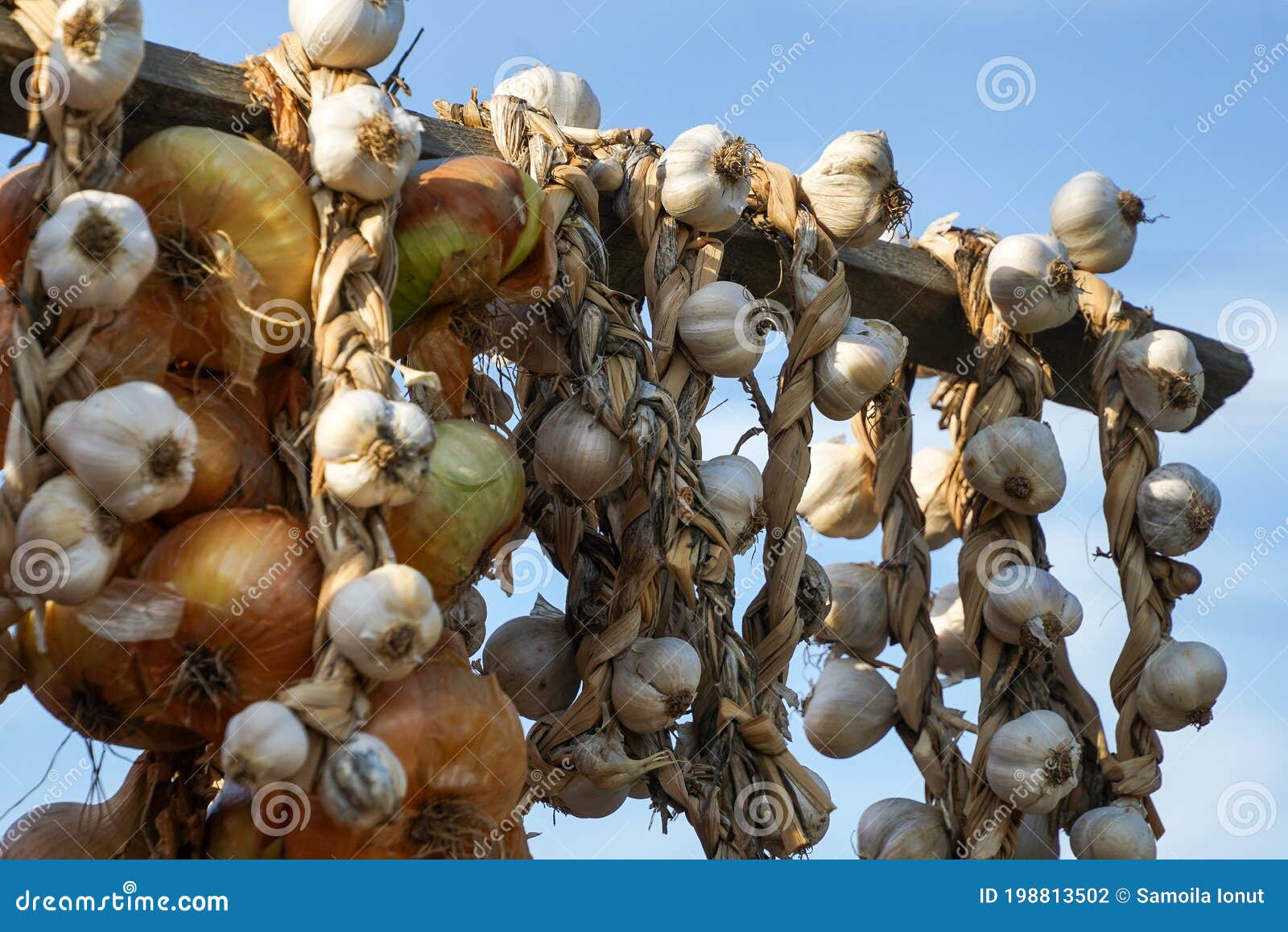 White Onion Tie Hanging for Sale Stock Photo - Image of pattern ...