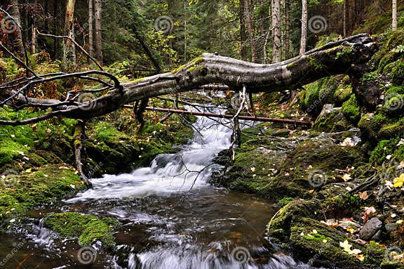 White Opava stock photo. Image of level, beam, fall, park - 22076036