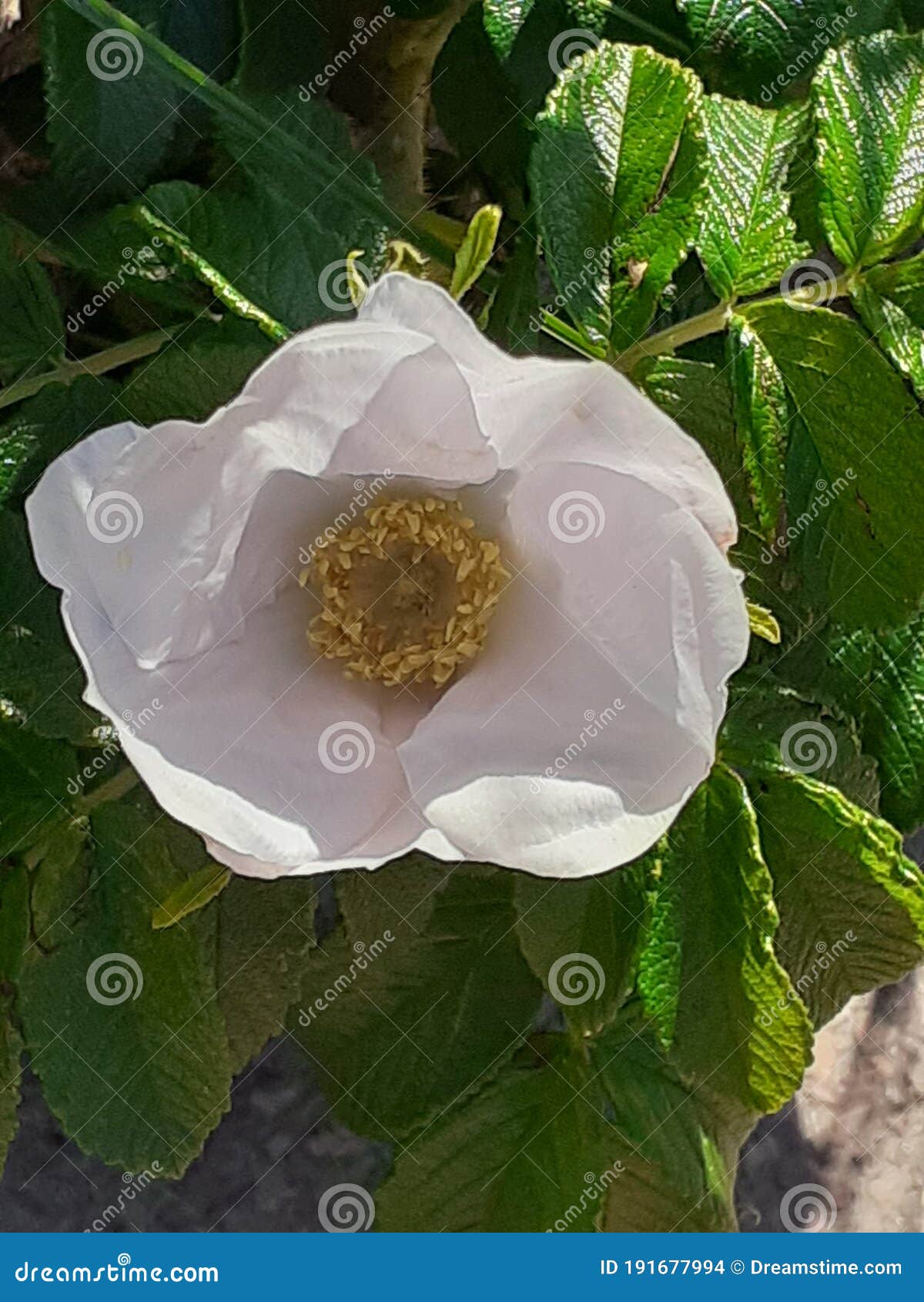 The Open Flower Of Abutilon Striatum In The Vase Royalty-Free Stock ...