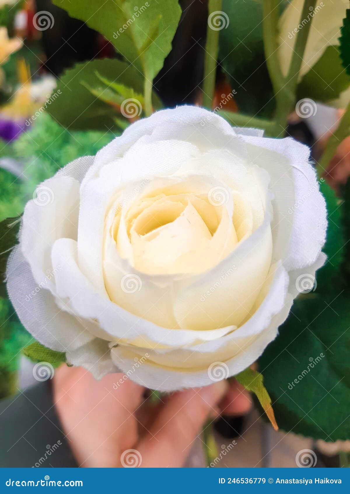 White Open Rose Buds with Delicate Petals Stock Image - Image of detail ...