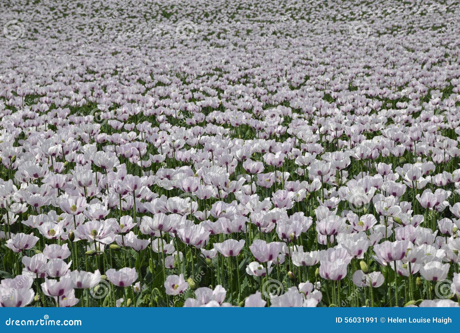 White opium poppies stock image. Image of poppies, pink - 56031991