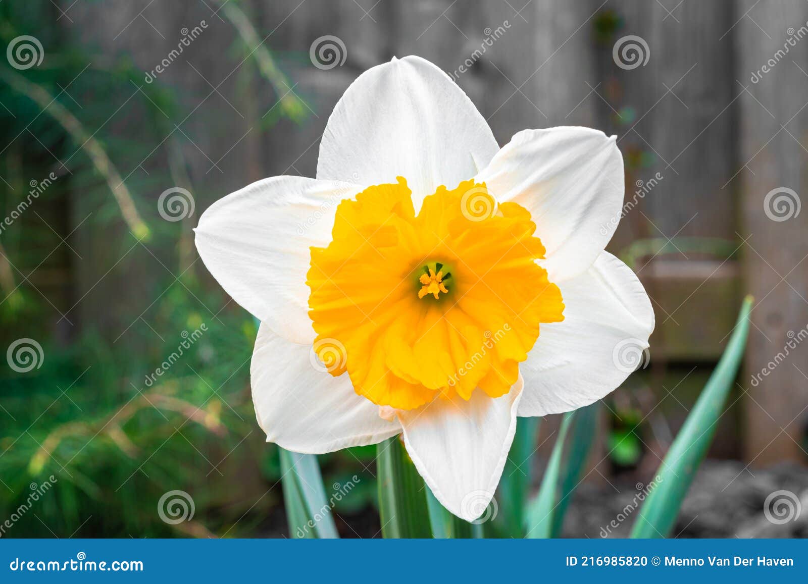 White Orange Colored Daffodil Flower Stock Photo - Image of closeup ...