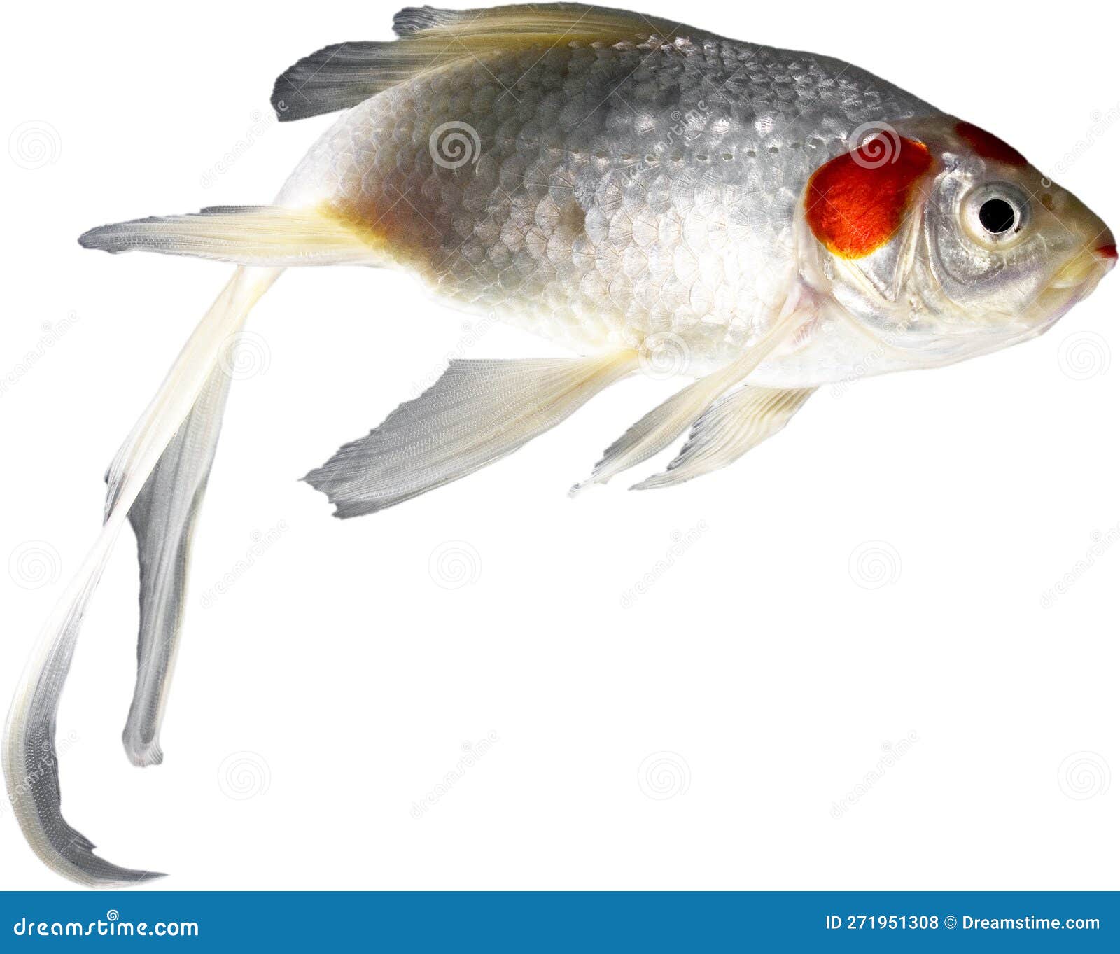 White and Orange Fish that Looks Depressed Stock Photo - Image of ...