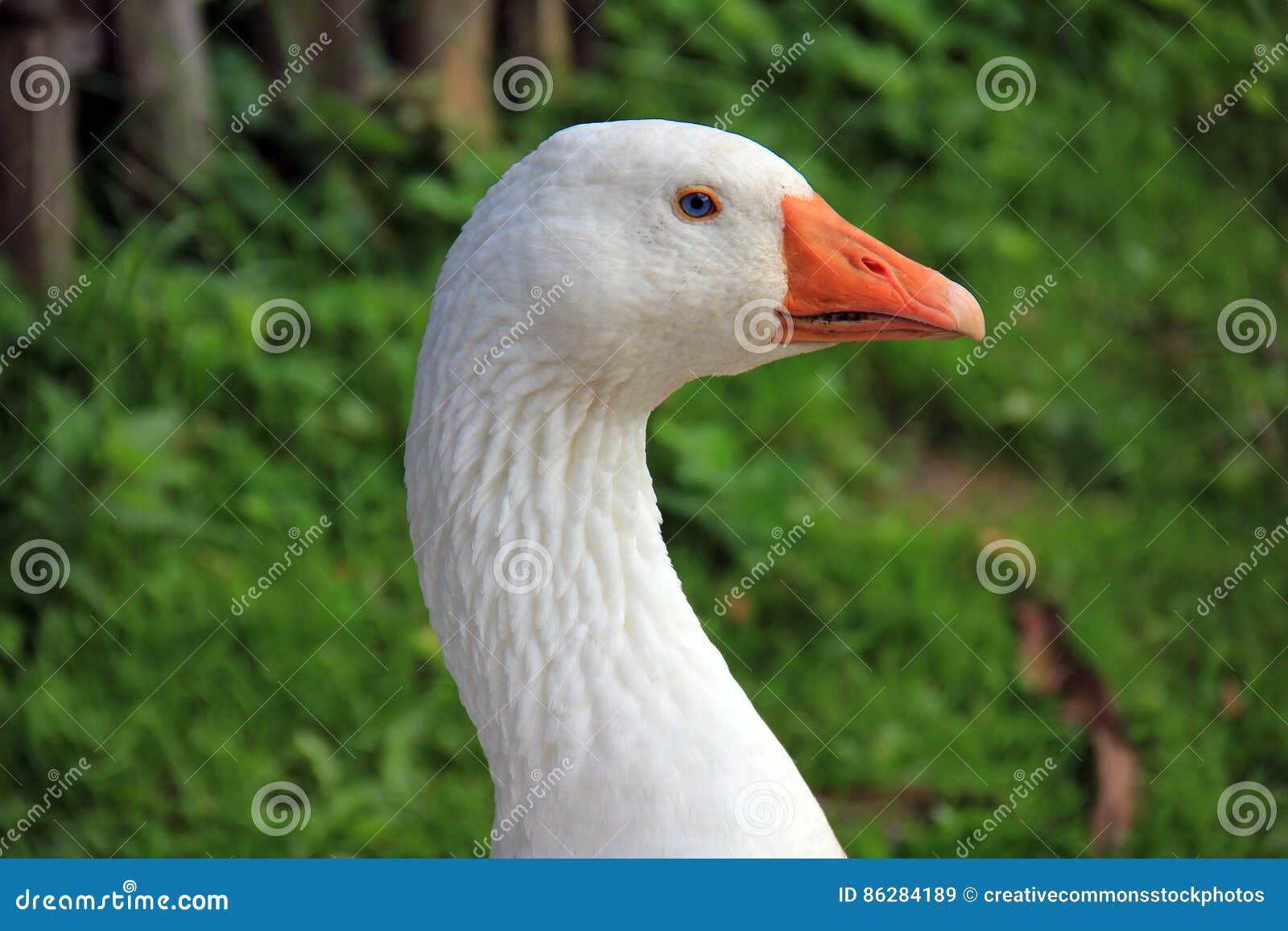 White And Orange Goose Picture. Image: 86284189