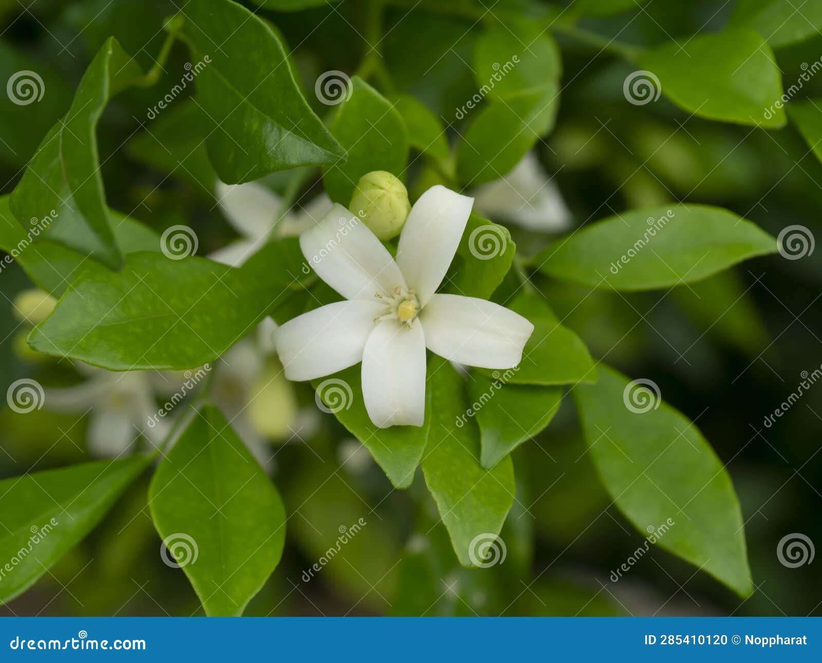 White Orange Jasmine or China Box Flower Stock Photo - Image of jasmine ...