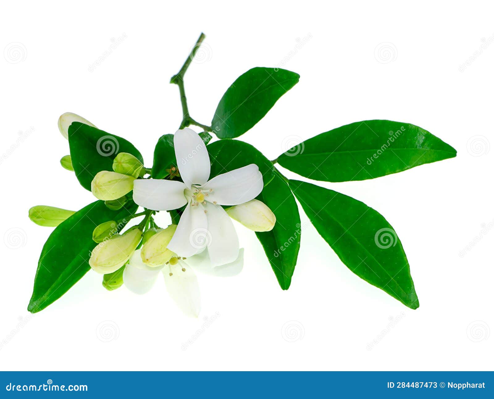 Orange Jasmine flower stock image. Image of beautiful - 284487473