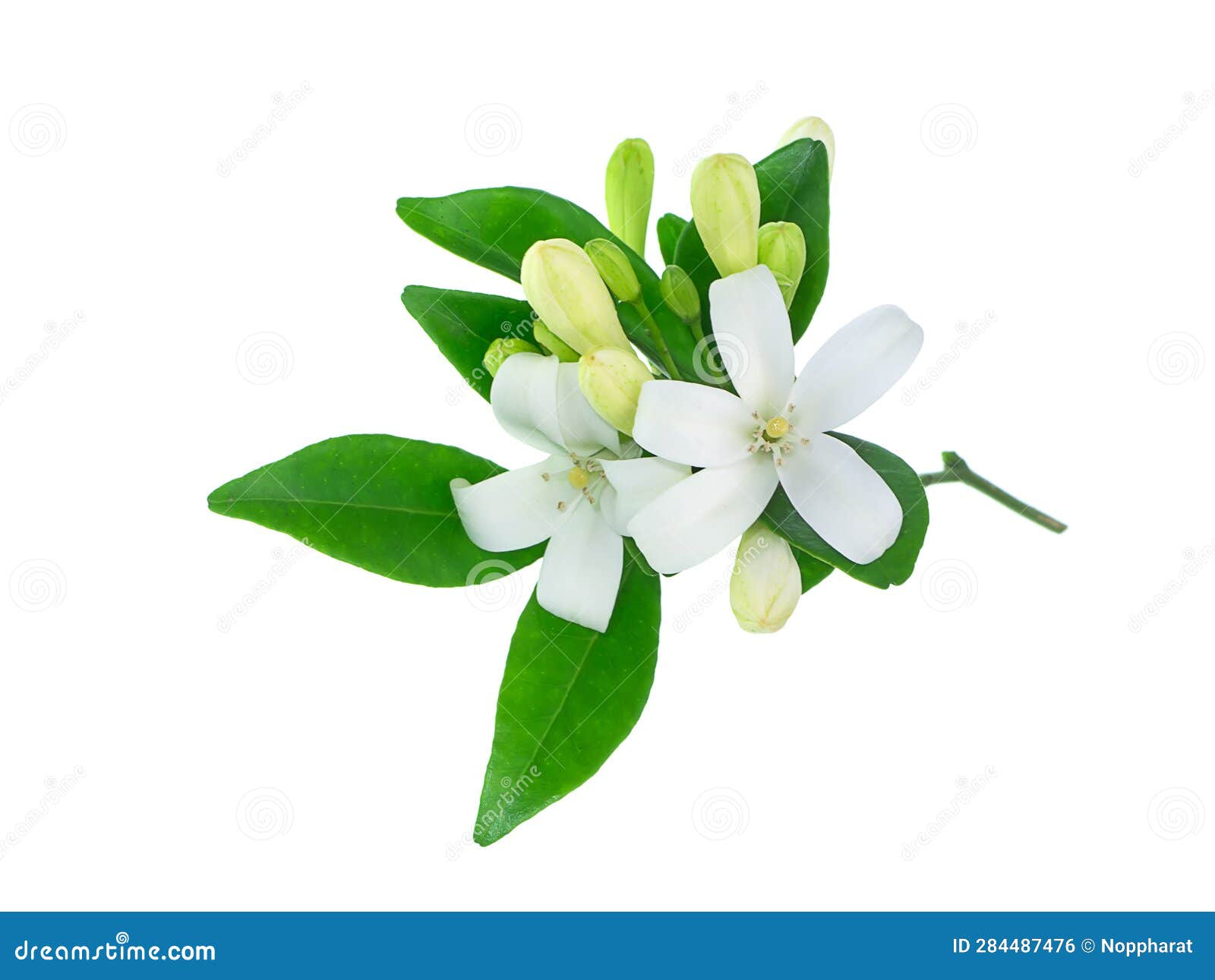 Orange Jasmine flower stock photo. Image of decorative - 284487476