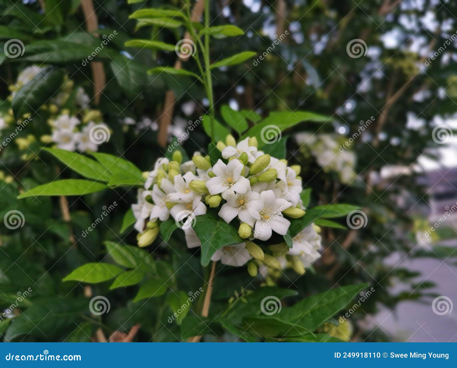 White Orange Jessamine Flower Plant. Stock Photo - Image of elliptical ...