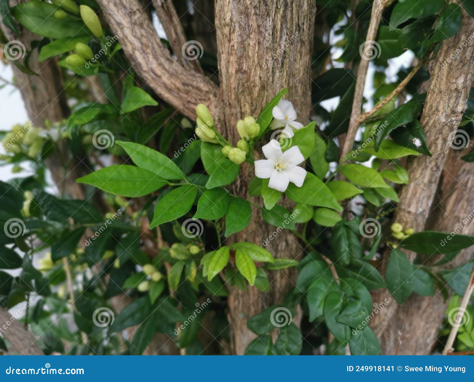 White Orange Jessamine Flower Plant. Stock Image - Image of flora ...