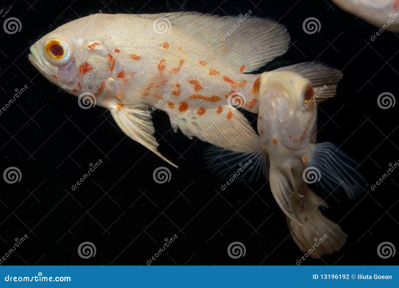 White and Orange Oscar Fish in Aquarium Stock Photo - Image of ...