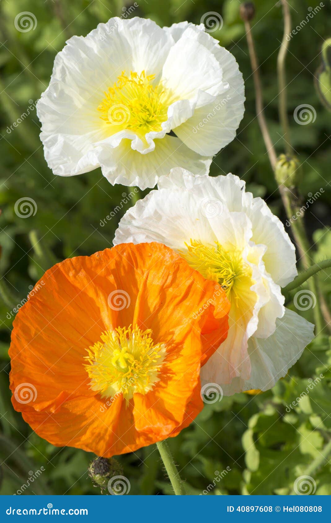 White and orange poppies stock photo. Image of orange - 40897608