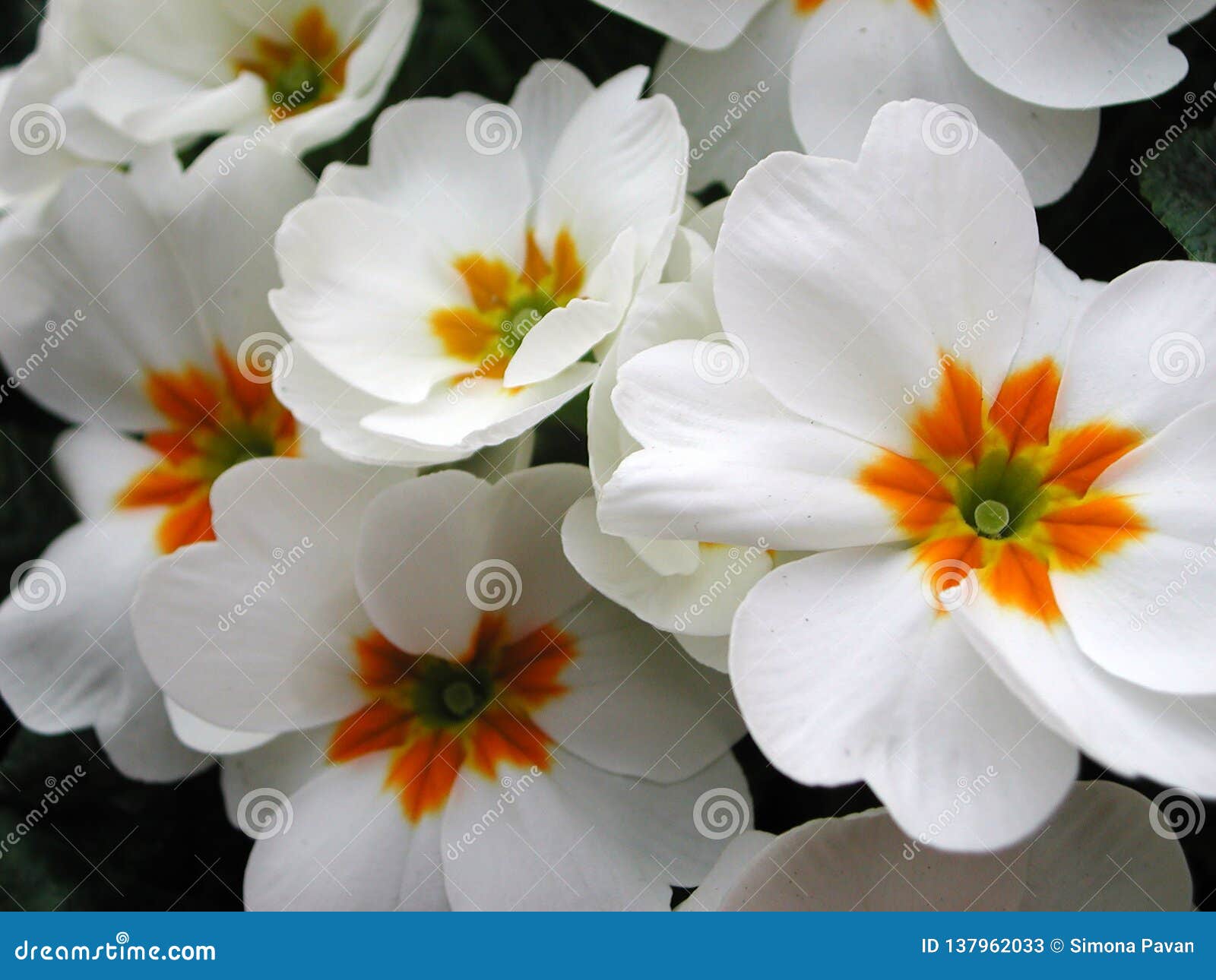 Primula White Flower Close Up Stock Image - Image of flowers, beautiful ...