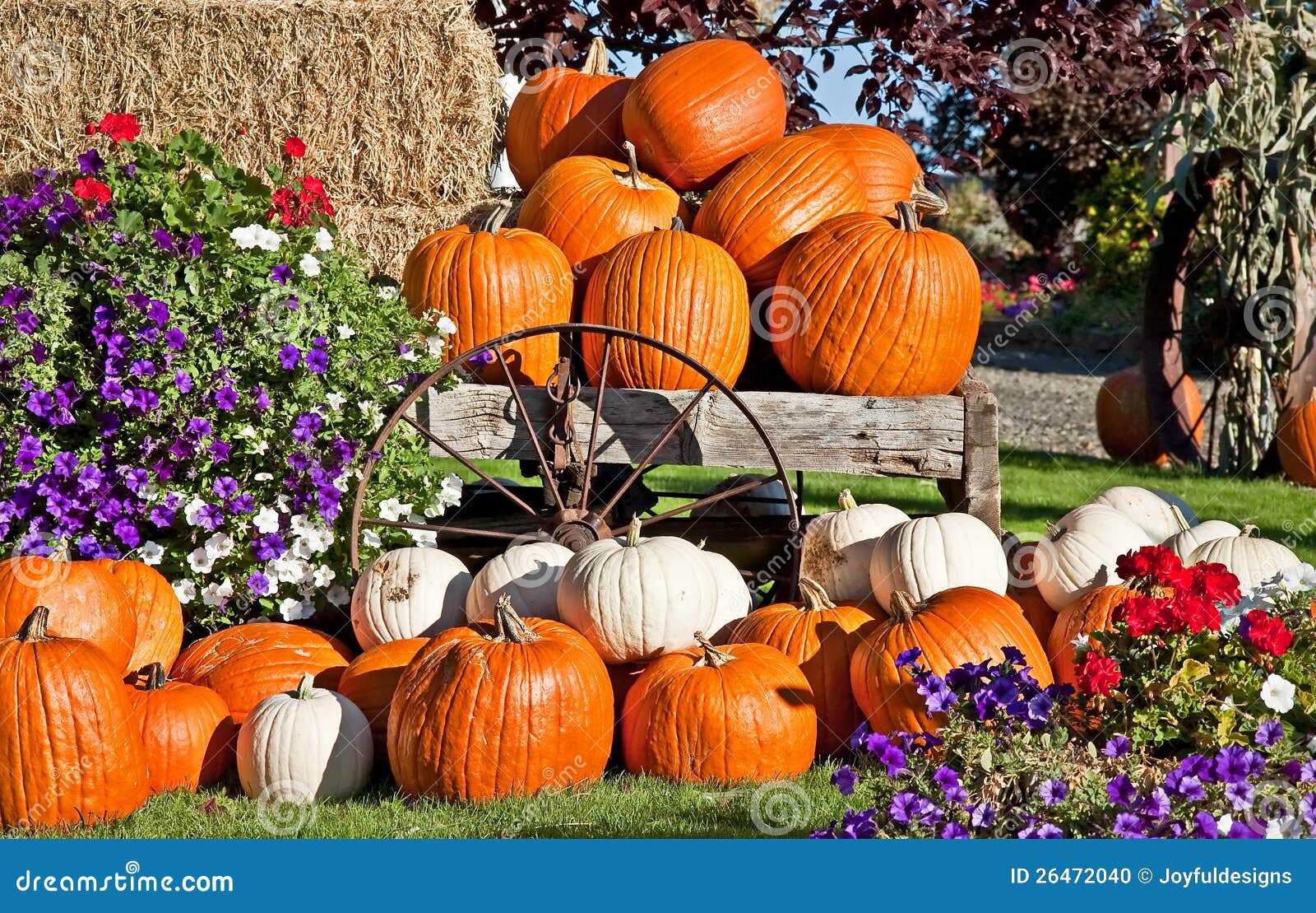 White and Orange Pumpkin Fall Still Life Stock Photo - Image of display ...