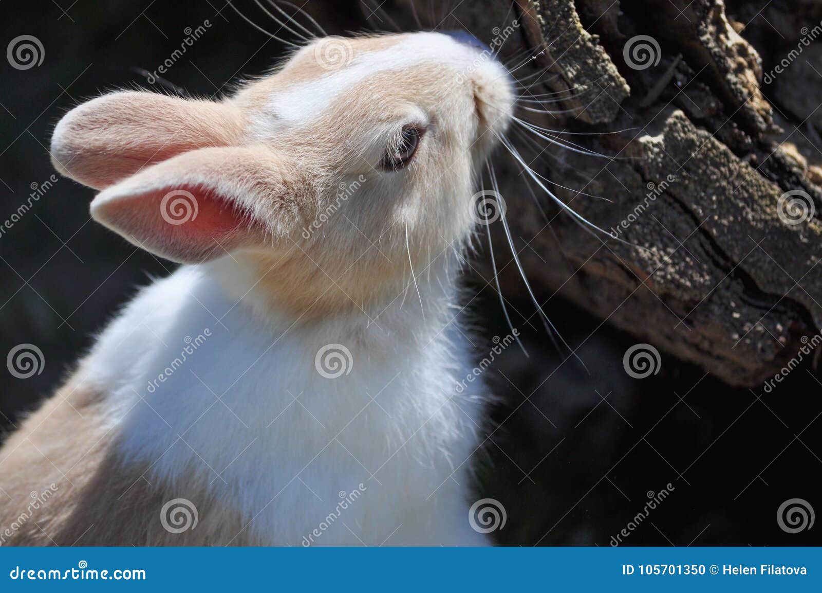 Bunny portrait stock photo. Image of portrait, bunny - 105701350