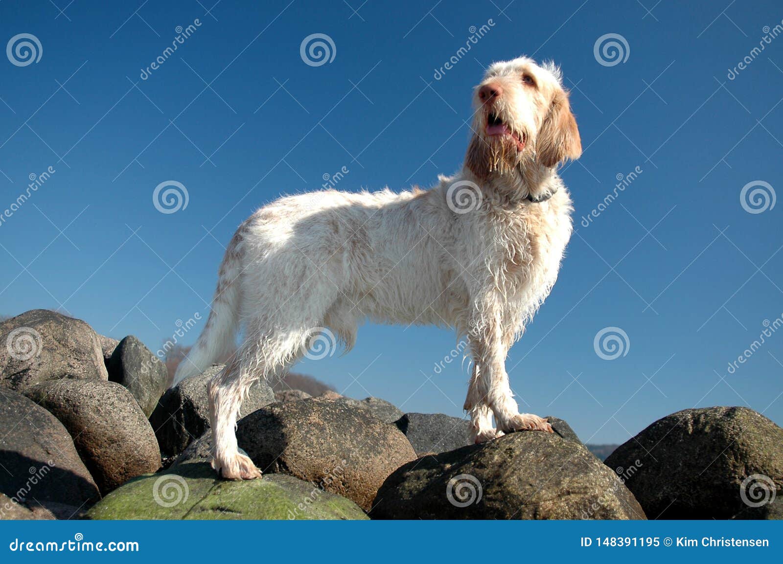 White-orange Spinone Seen Standing in a Side View Stock Image - Image ...