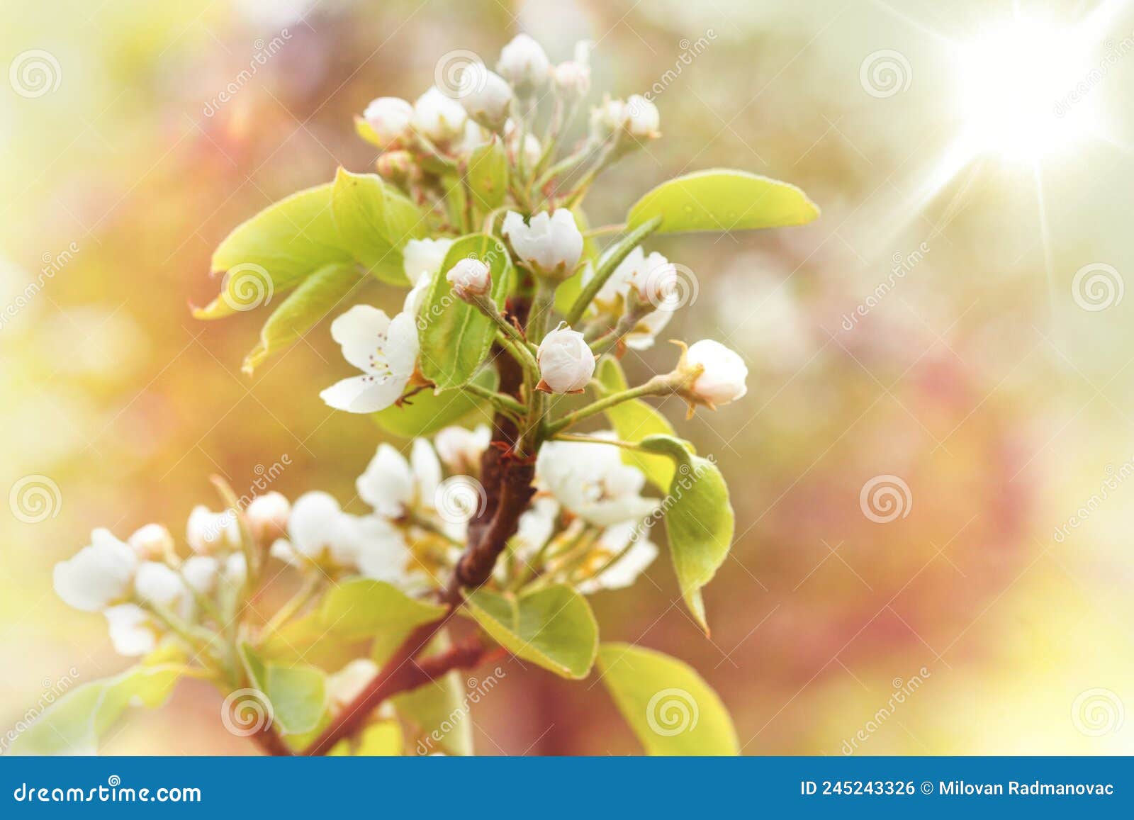White Orchard Flowers on a Branch on a Spring Sunny Day Stock Photo ...