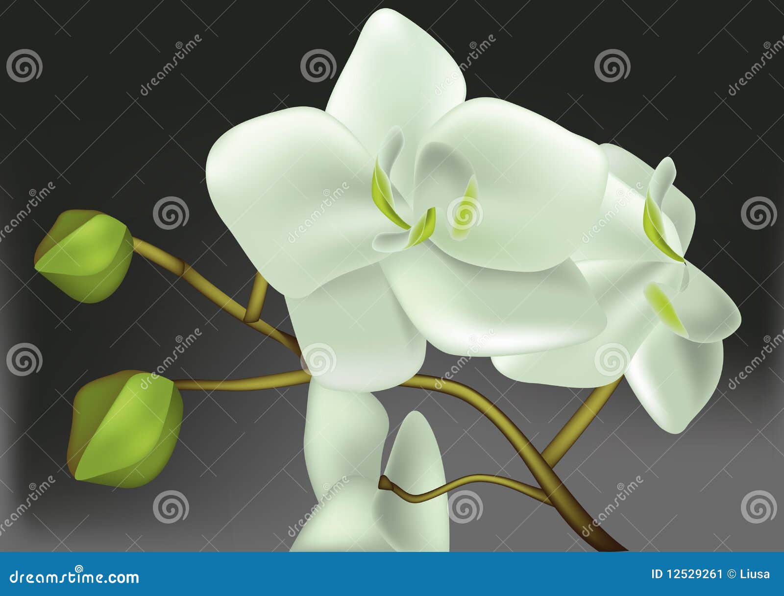 White orchid stock vector. Illustration of beautiful - 12529261