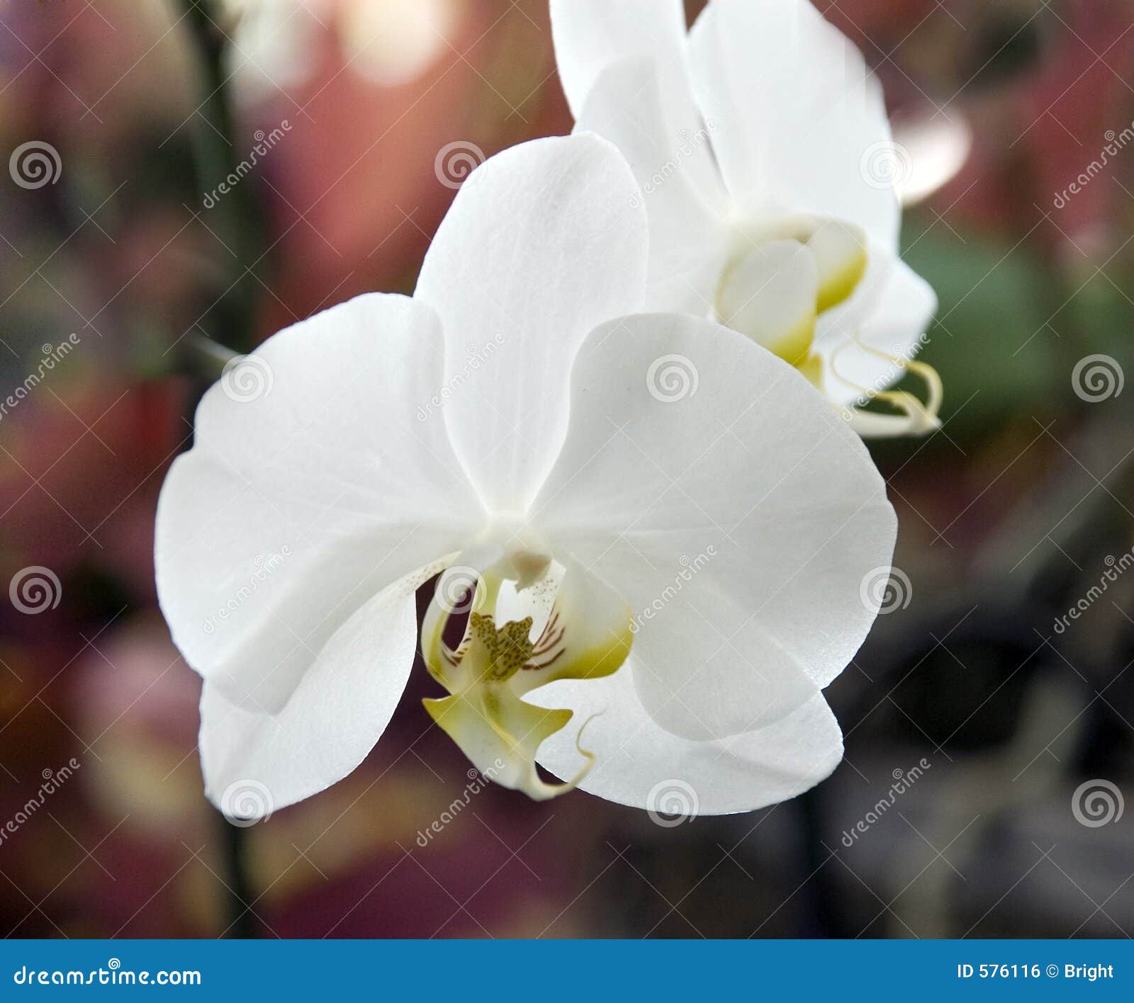 White orchid stock photo. Image of fresh, feather, botanic - 576116