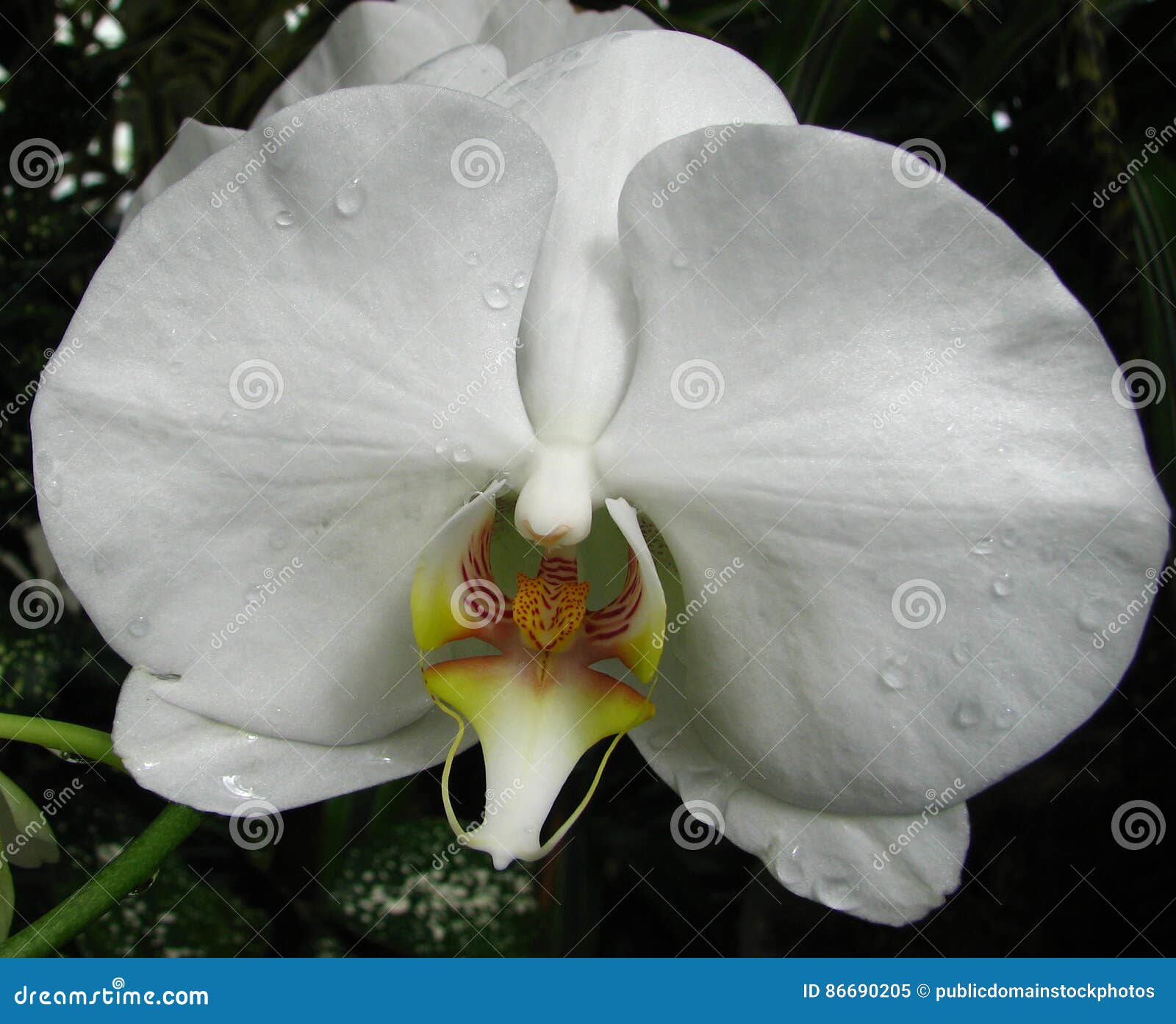 White Orchid Picture. Image: 86690205