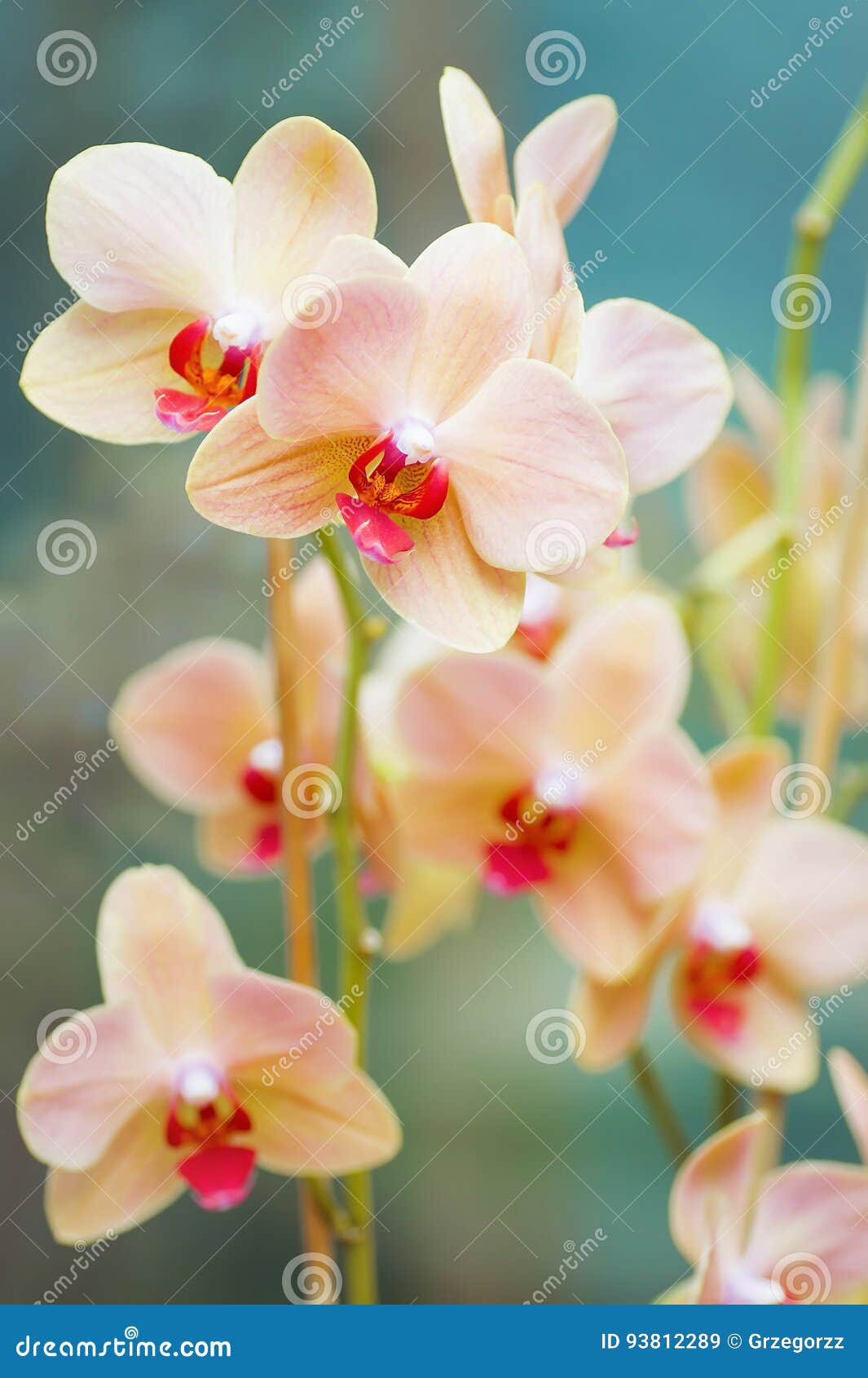 White Orchid on the Blue Background Stock Image - Image of white ...