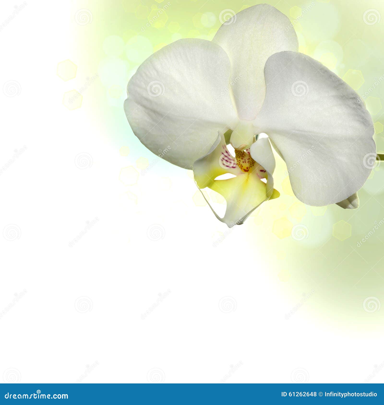 White orchid border stock photo. Image of bokeh, exotic - 61262648