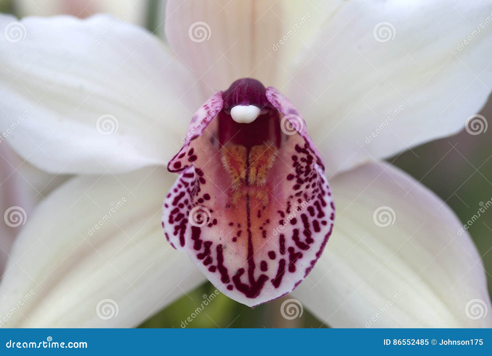 White Orchid stock image. Image of exotic, bright, color - 86552485
