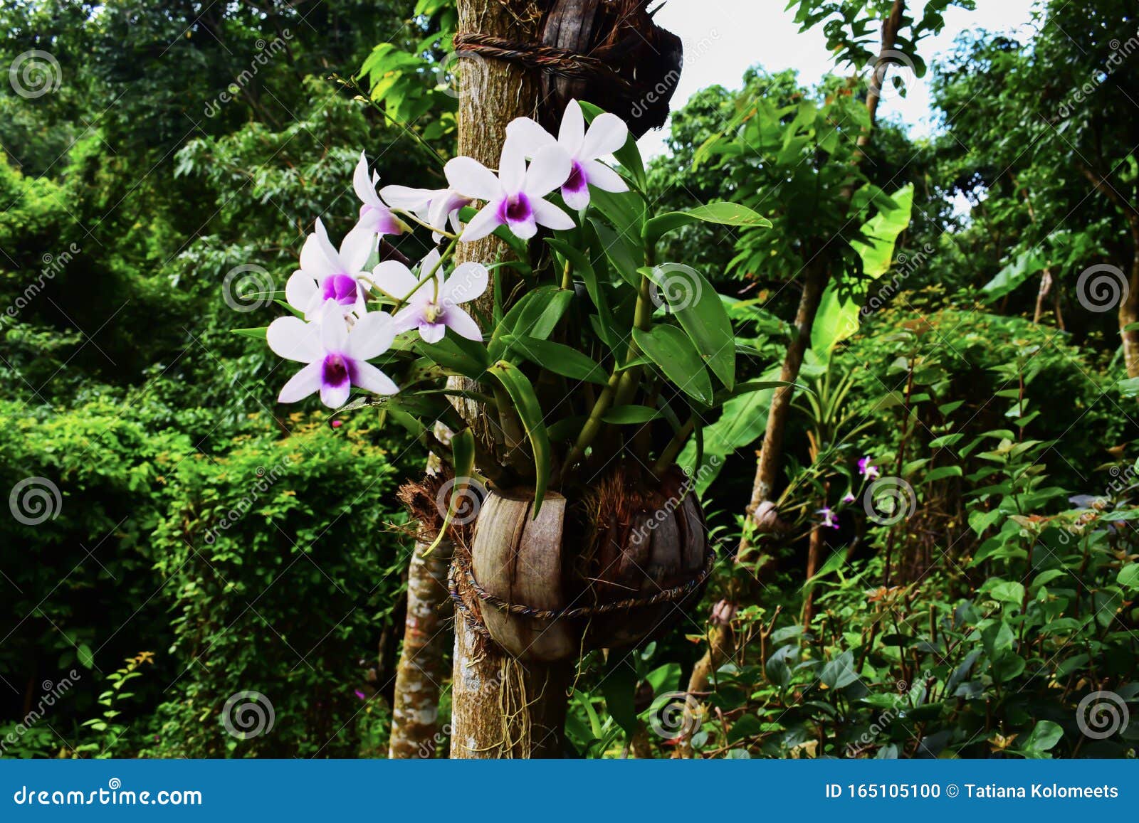 White Orchids in Coconut Shell Tied To a Tree Trunk Stock Photo - Image ...