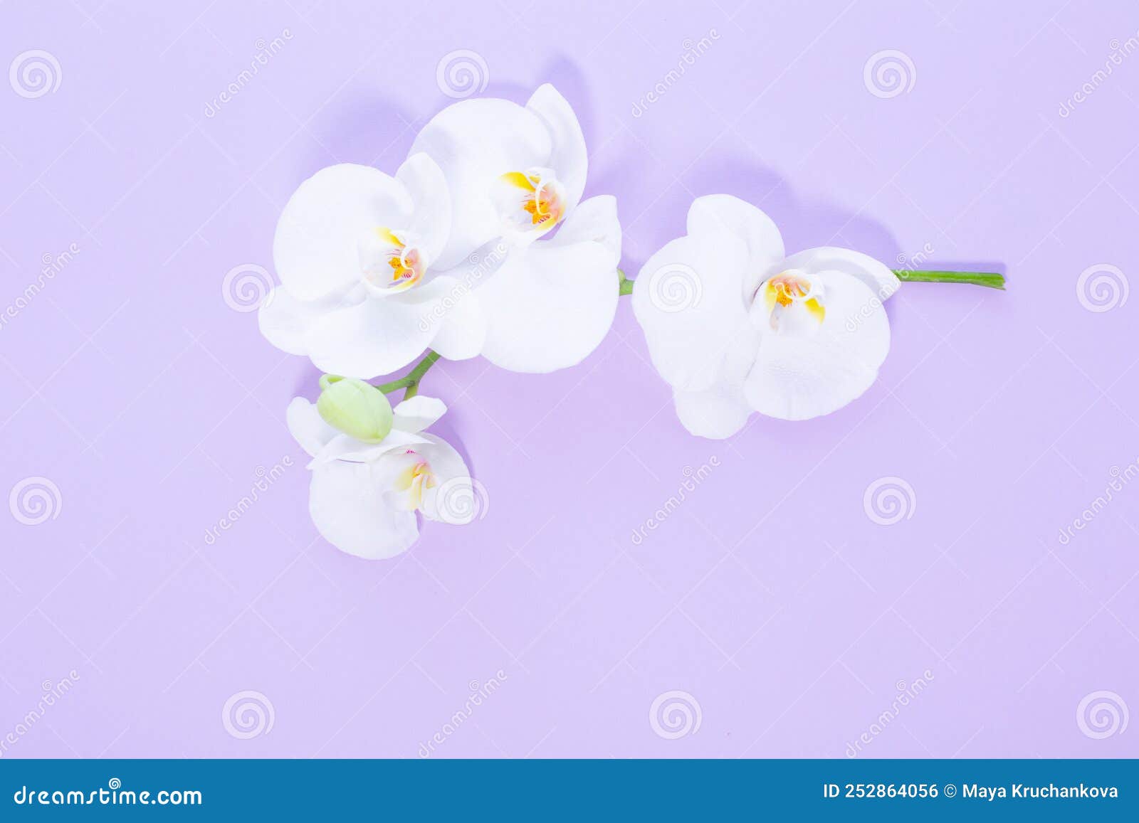 Orchid on Color Paper Background Stock Photo - Image of design ...