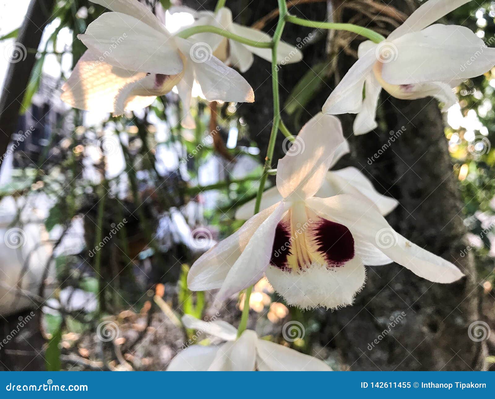 White Orchid Flowers on the Tree Stock Image - Image of beautiful ...