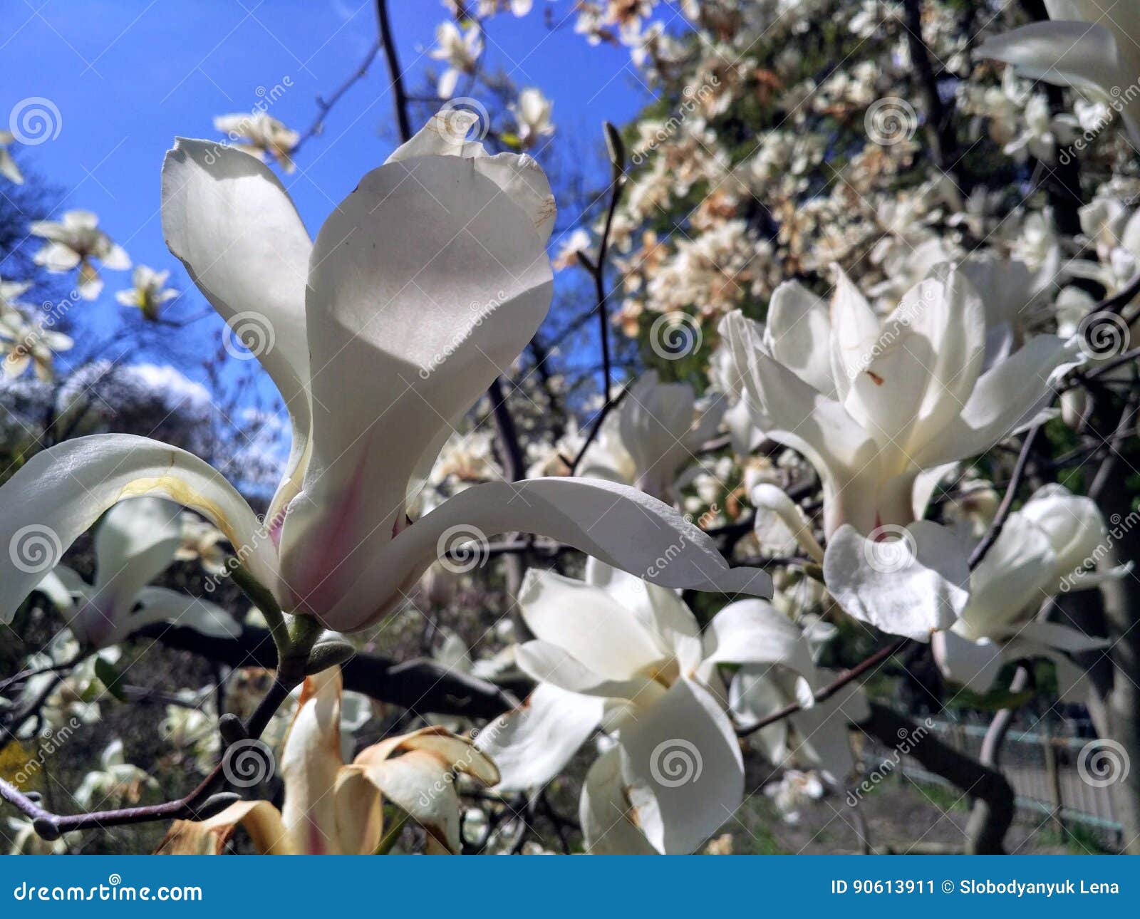 White Magnolia Flowers, Trees Stock Image - Image of nature, wild: 90613911