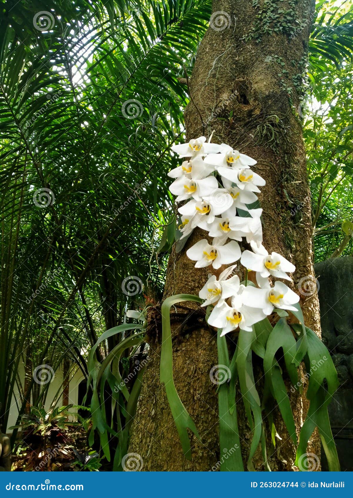 White Orchid Growing on Mango Tree Stock Photo - Image of plant, tree ...