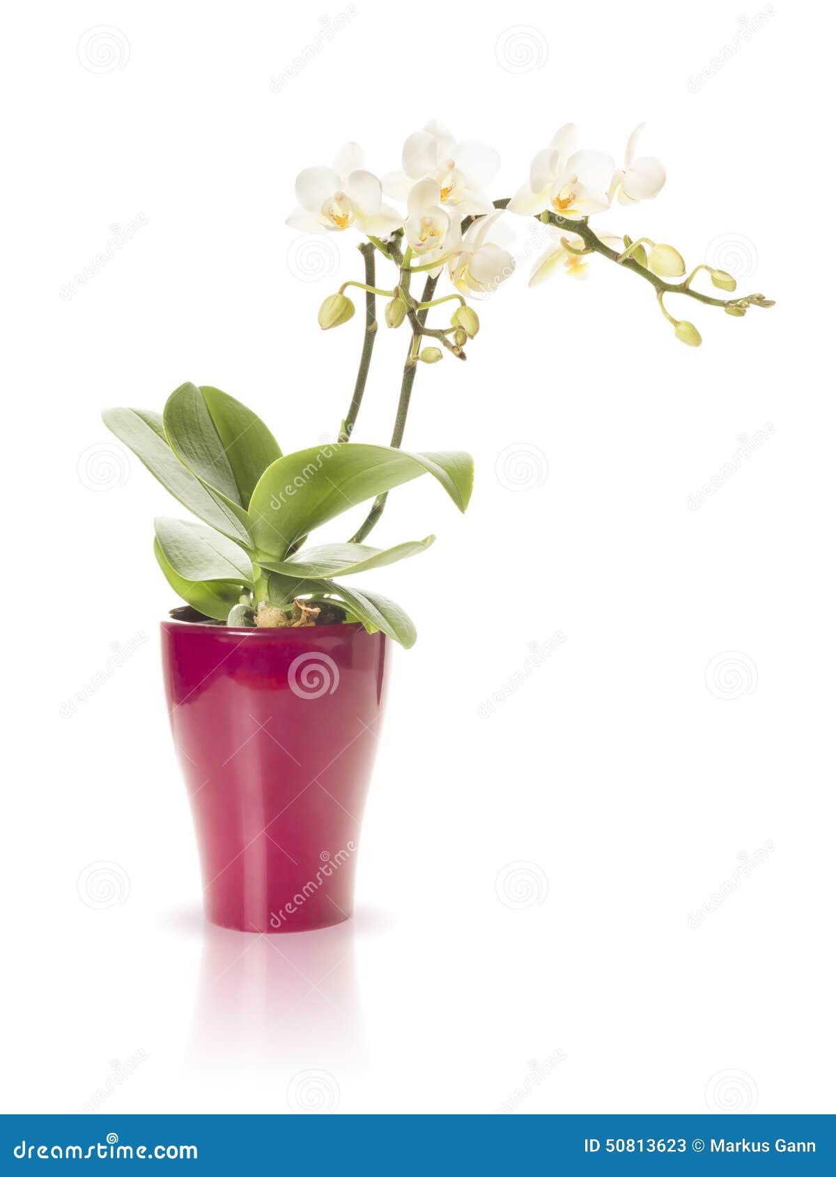 White orchid stock image. Image of mini, bloom, beautiful - 50813623