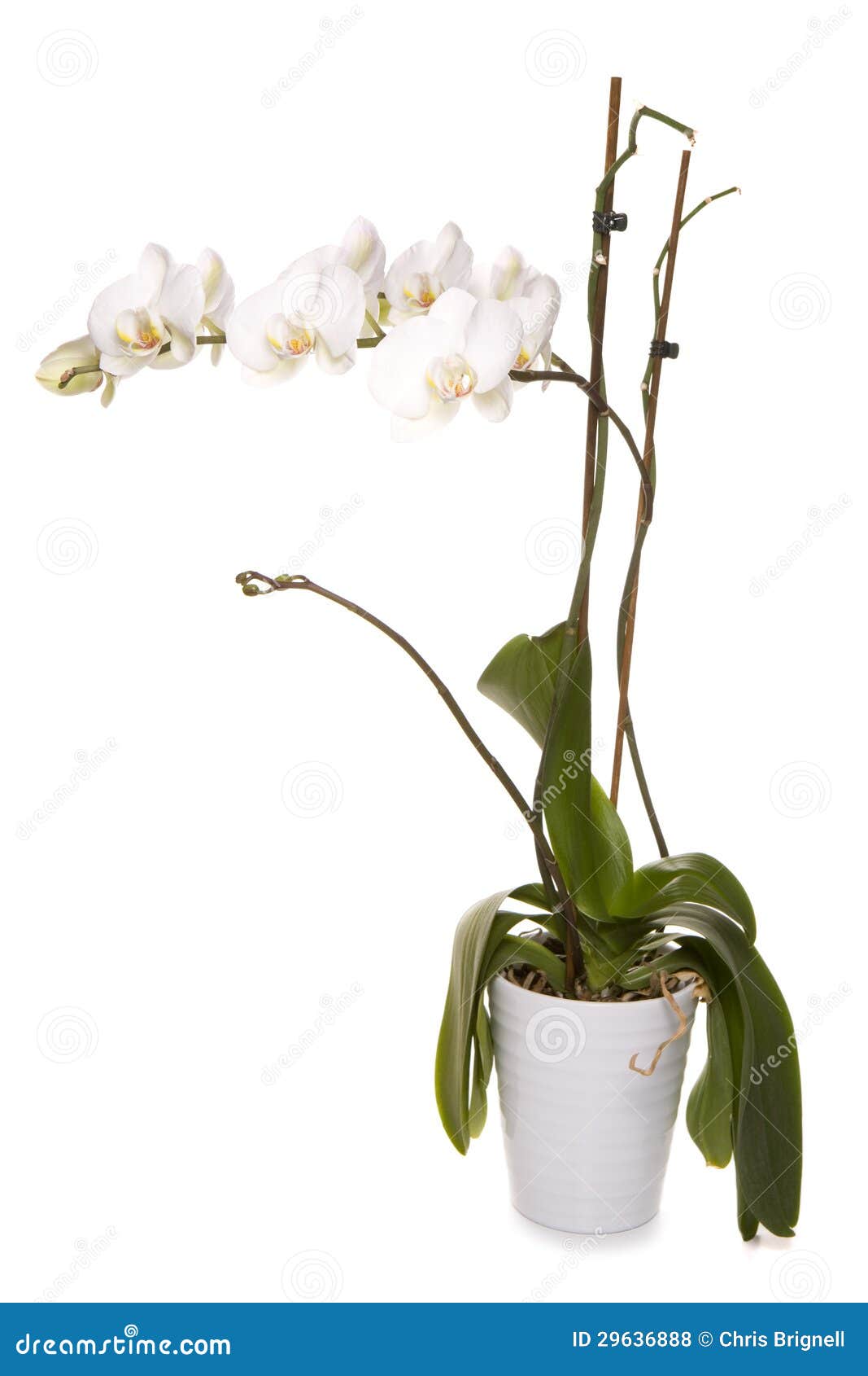Old Orchid Plant With Naturaly Yellow Dry Leaf And Open Old Root ...