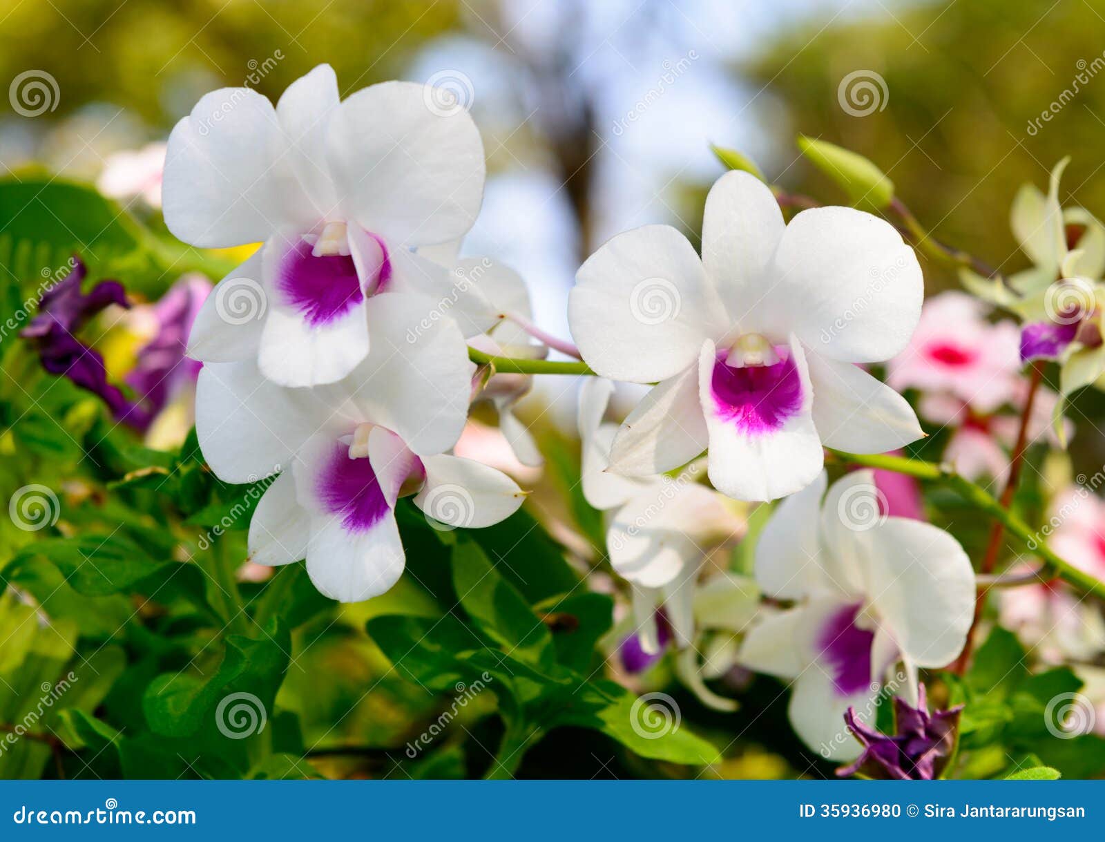 White orchid on the tree stock photo. Image of cutout - 35936980