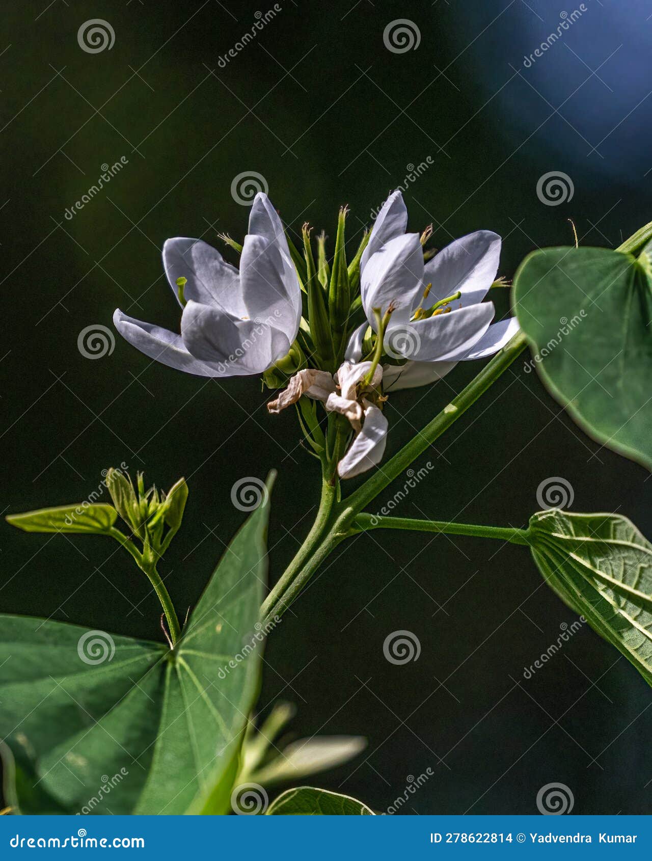 White Orchid tree stock photo. Image of garden, natural - 278622814