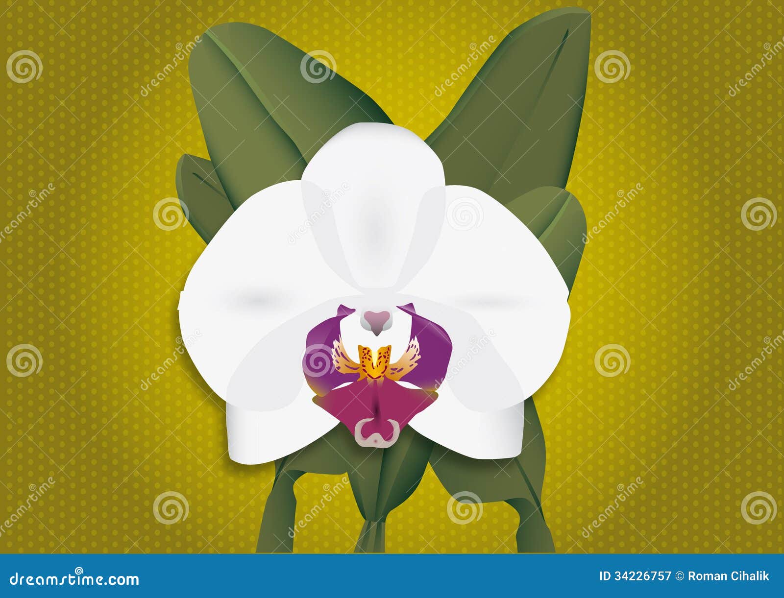 White Orchid stock illustration. Illustration of green - 34226757