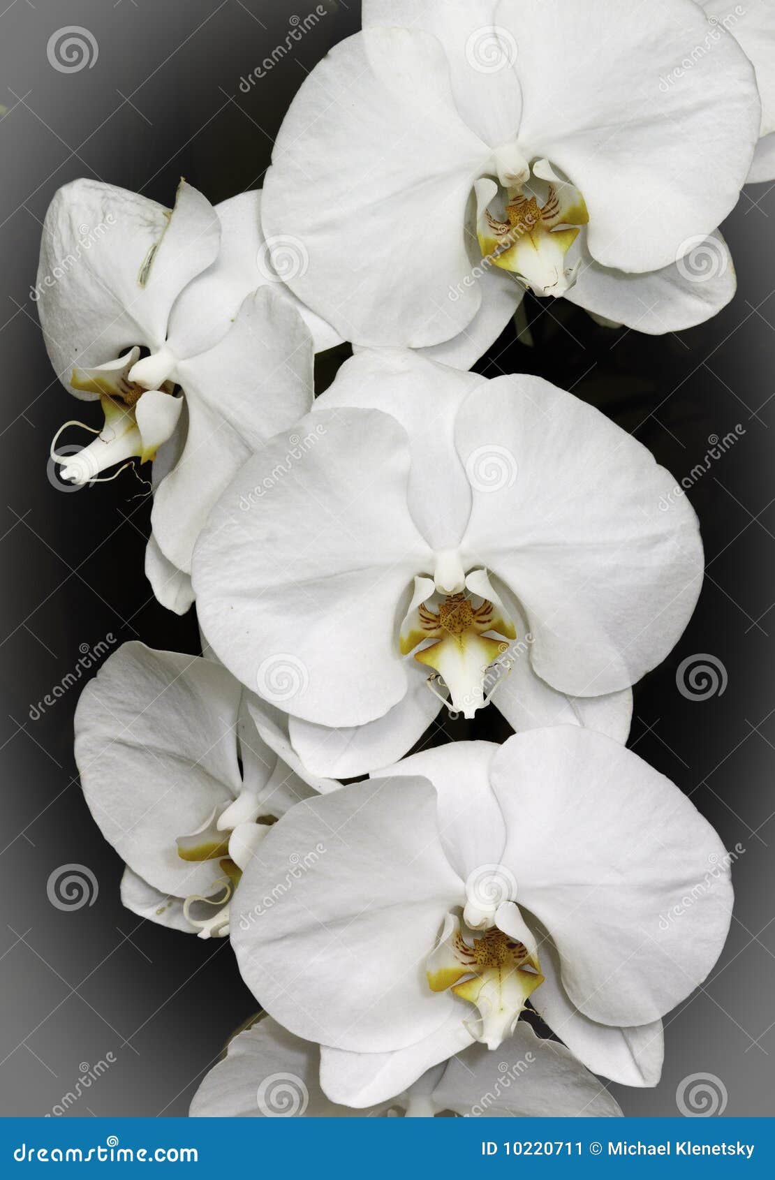 White Orchids stock image. Image of orchids, nature, white - 10220711