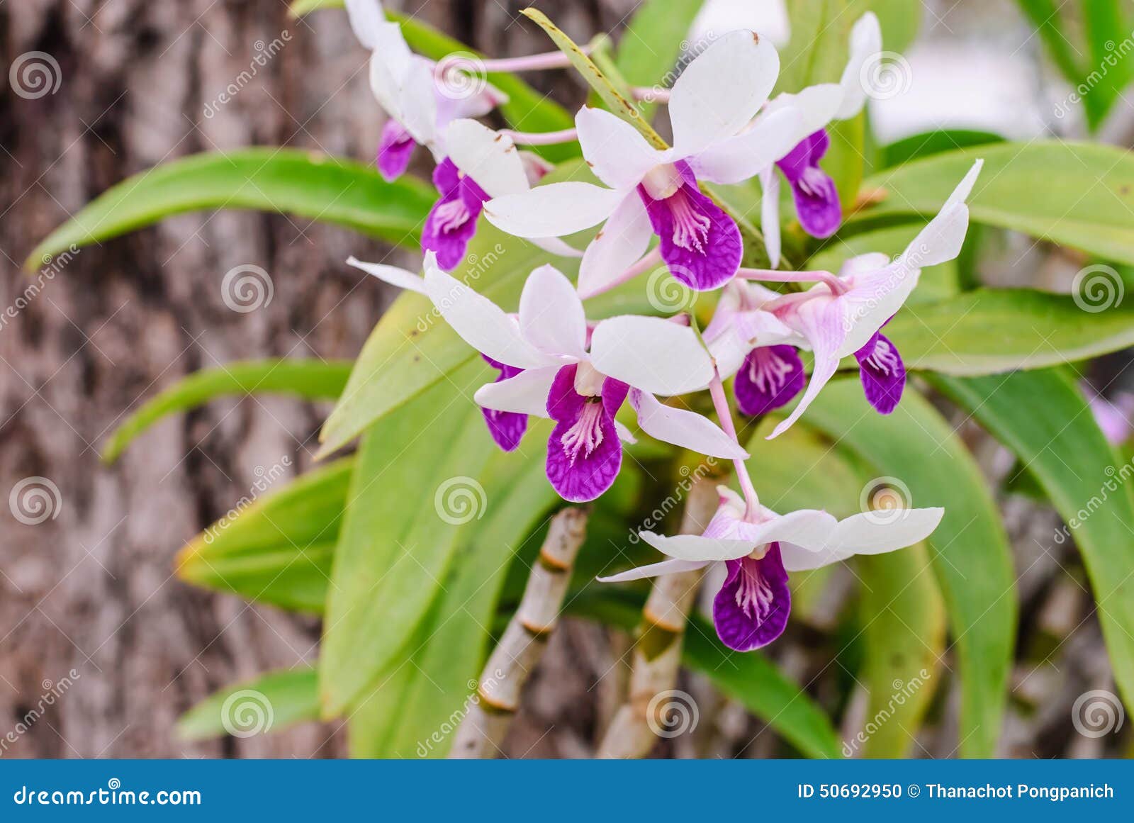 White orchids stock photo. Image of tropical, orkid, tree - 50692950