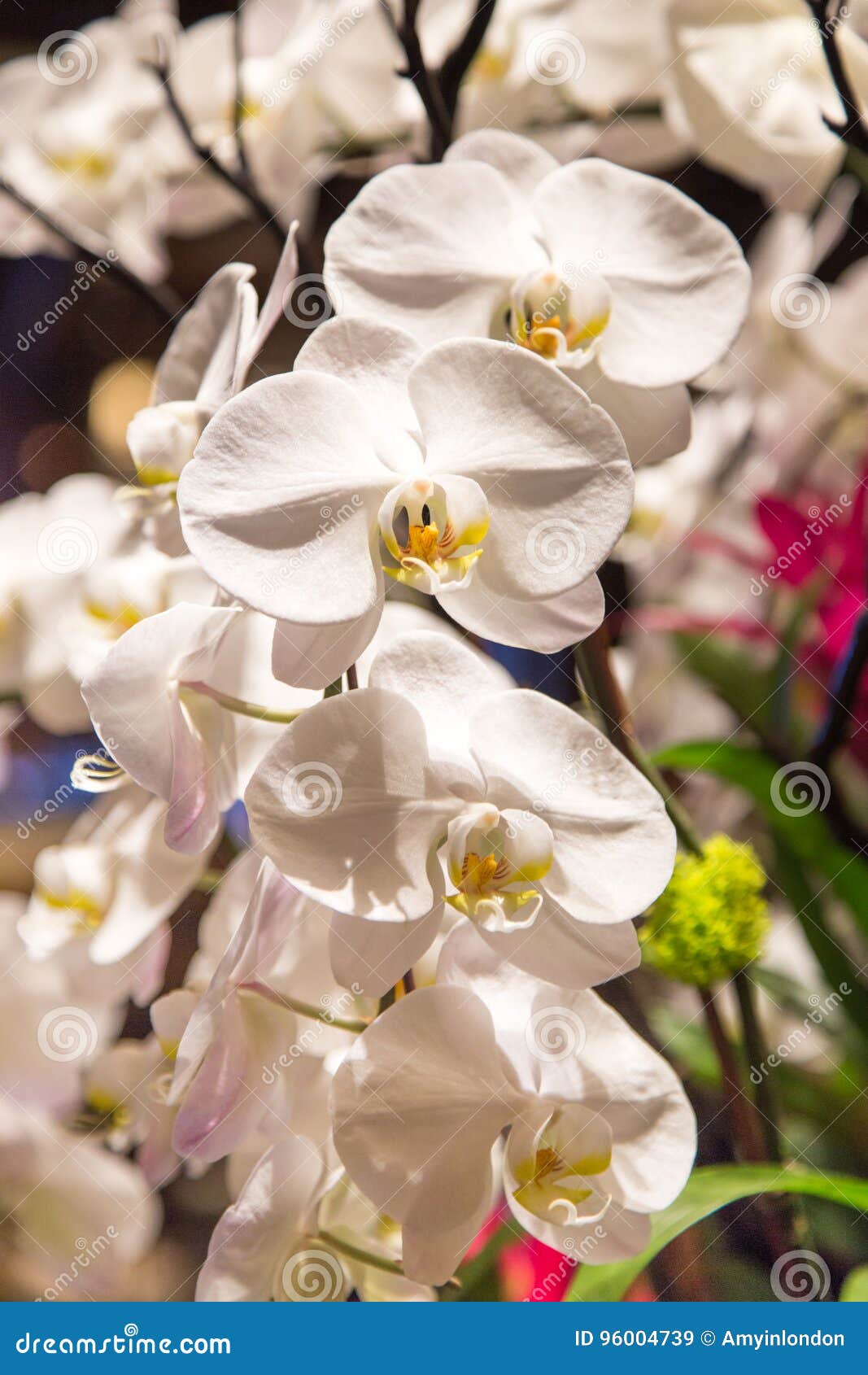 White orchids stock image. Image of flower, intricate - 96004739