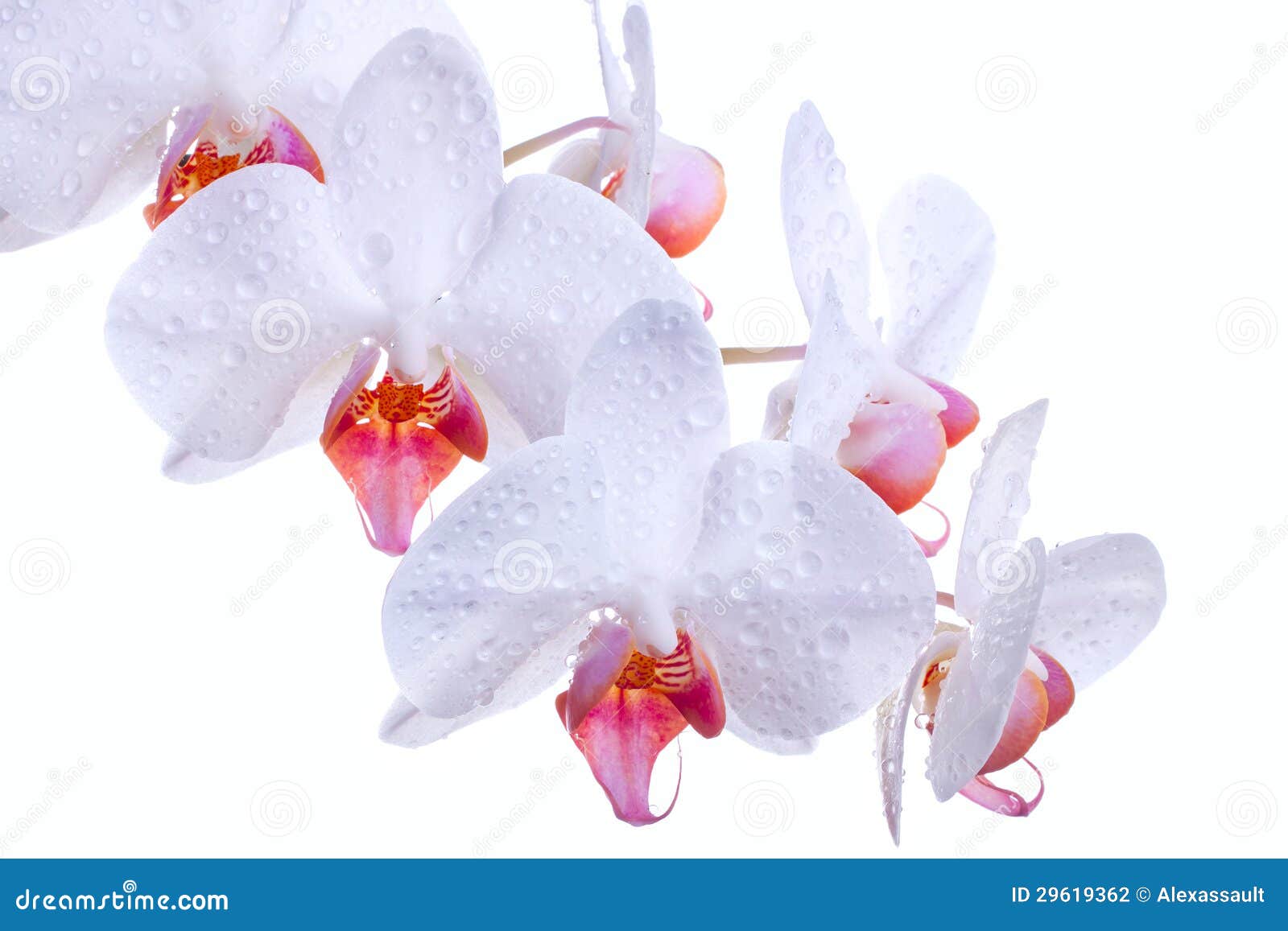 White orchids steam stock photo. Image of white, flowers - 29619362