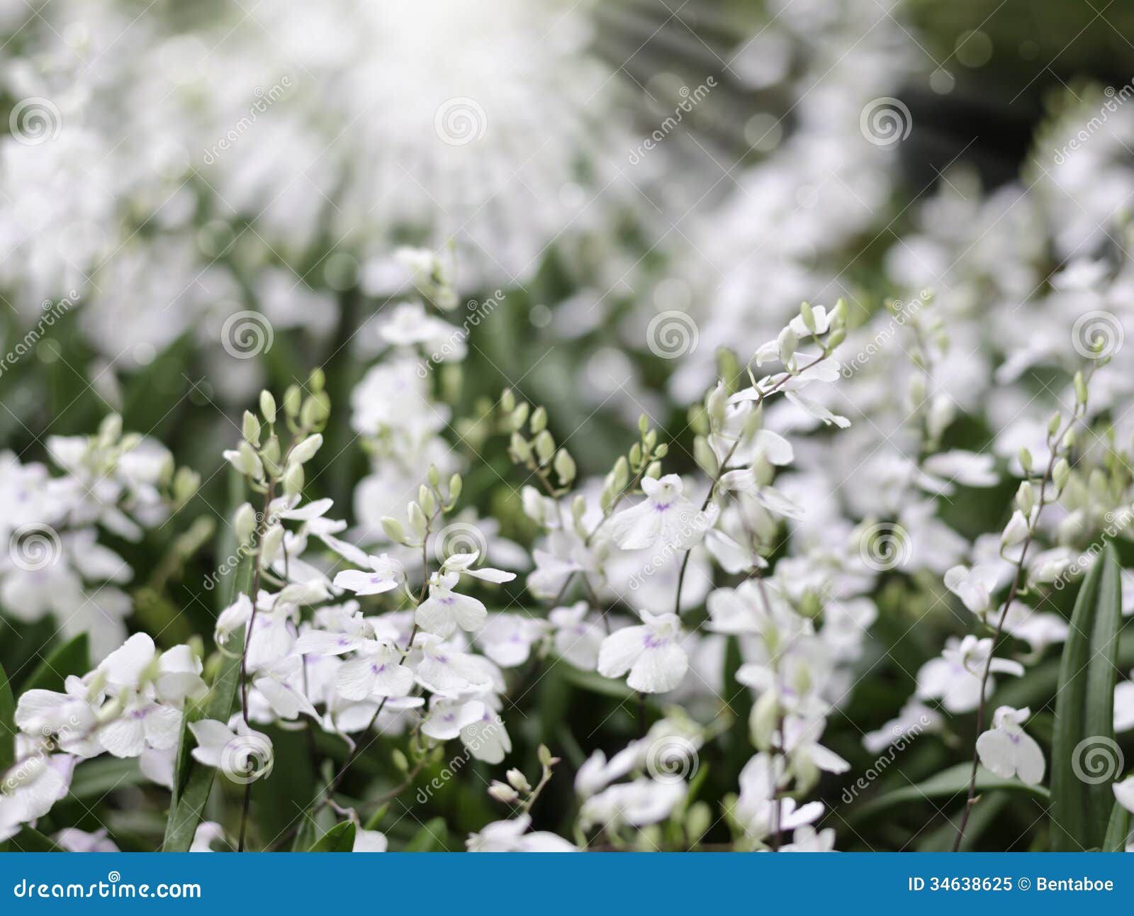 White Orchids with Sun Rays Abstract Background Stock Image - Image of ...