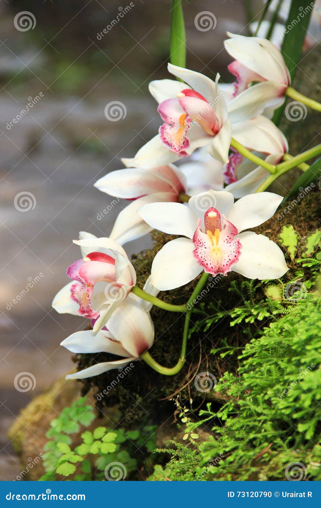 White orchids on tree stock photo. Image of fresh, bright - 73120790