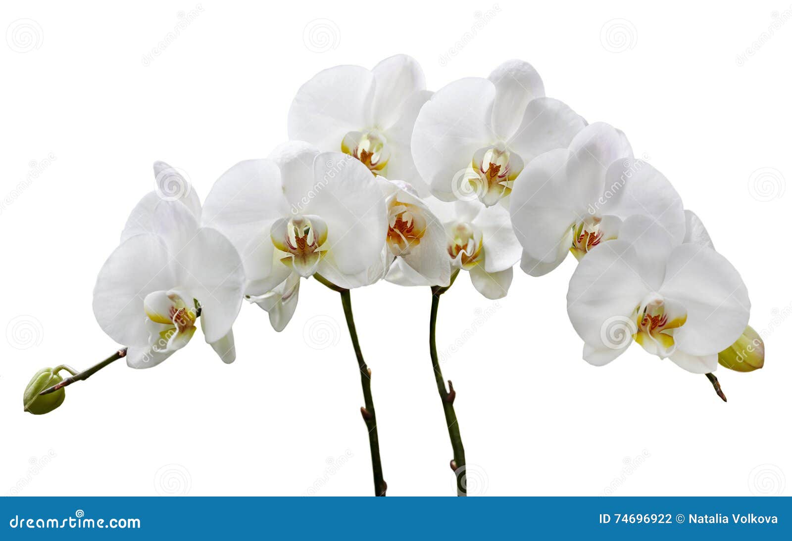 Orchids Background Royalty-Free Stock Image | CartoonDealer.com #44312290